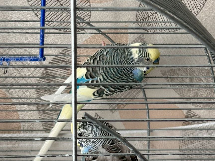 Волнистый попугай с клеткой