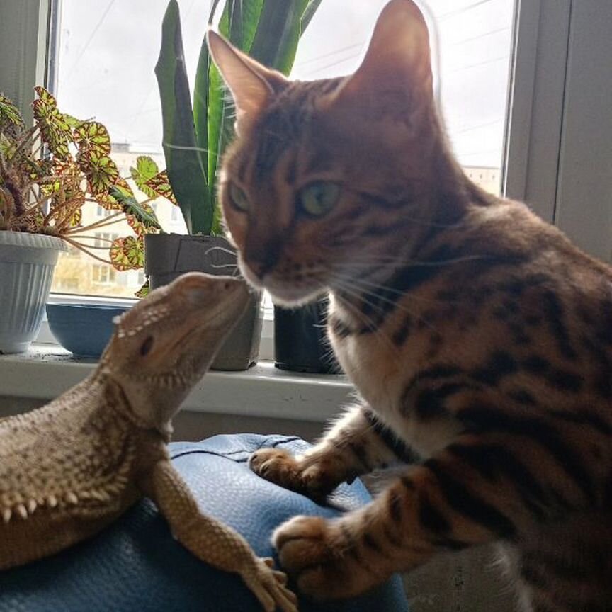 Бенгальская котята мальчики
