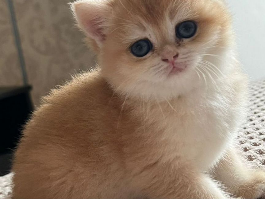 Шотландские золотые шиншиллы