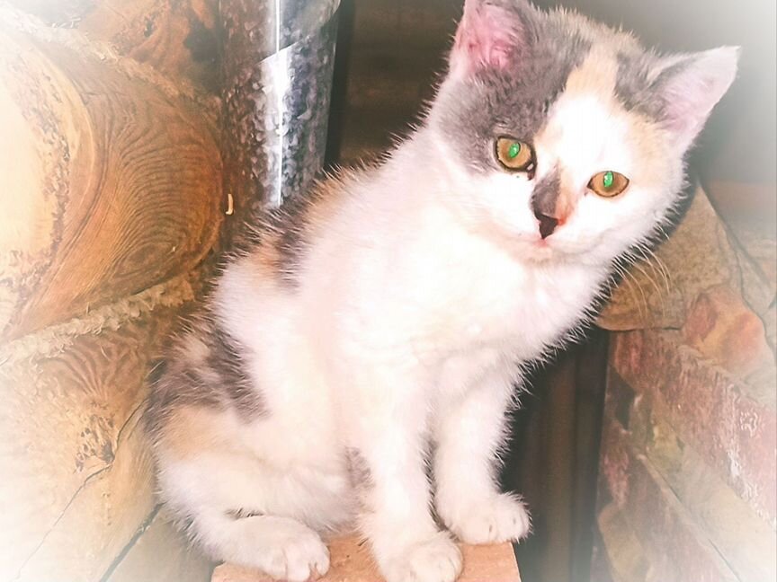 Британский котенок