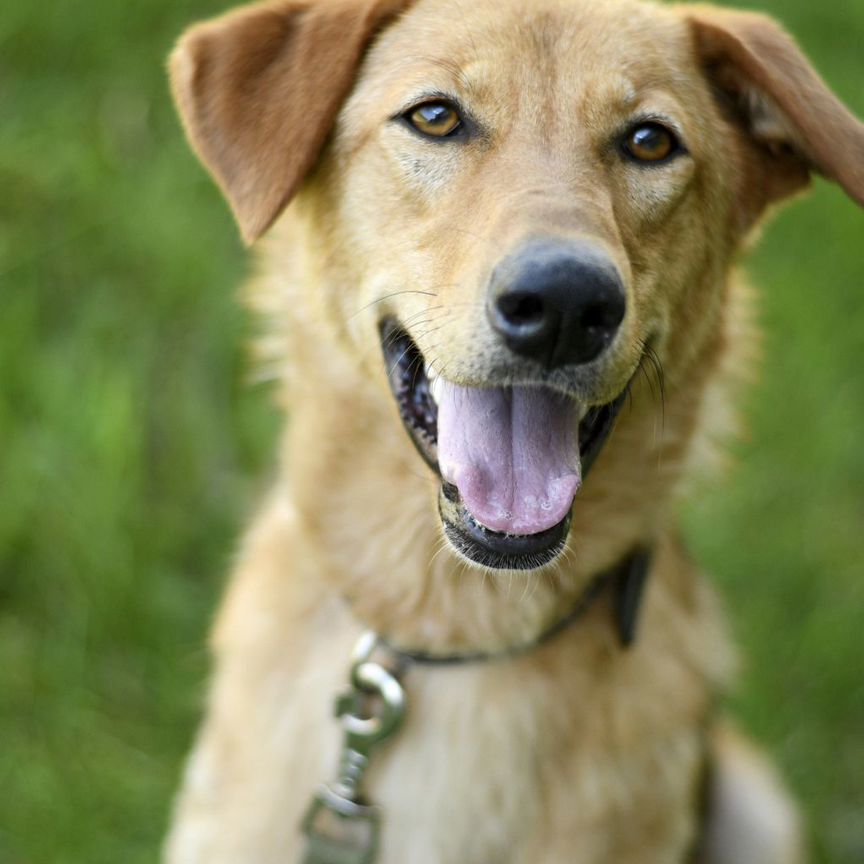 Собака Афина в добрые руки