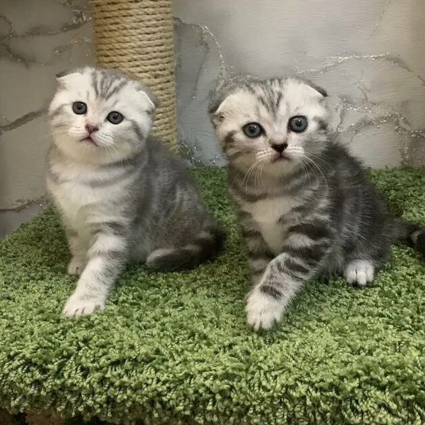 Шотландские котики