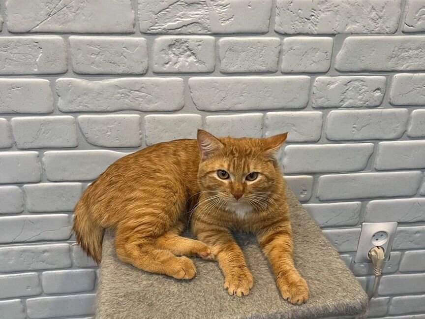 Отдам кота в добрые руки