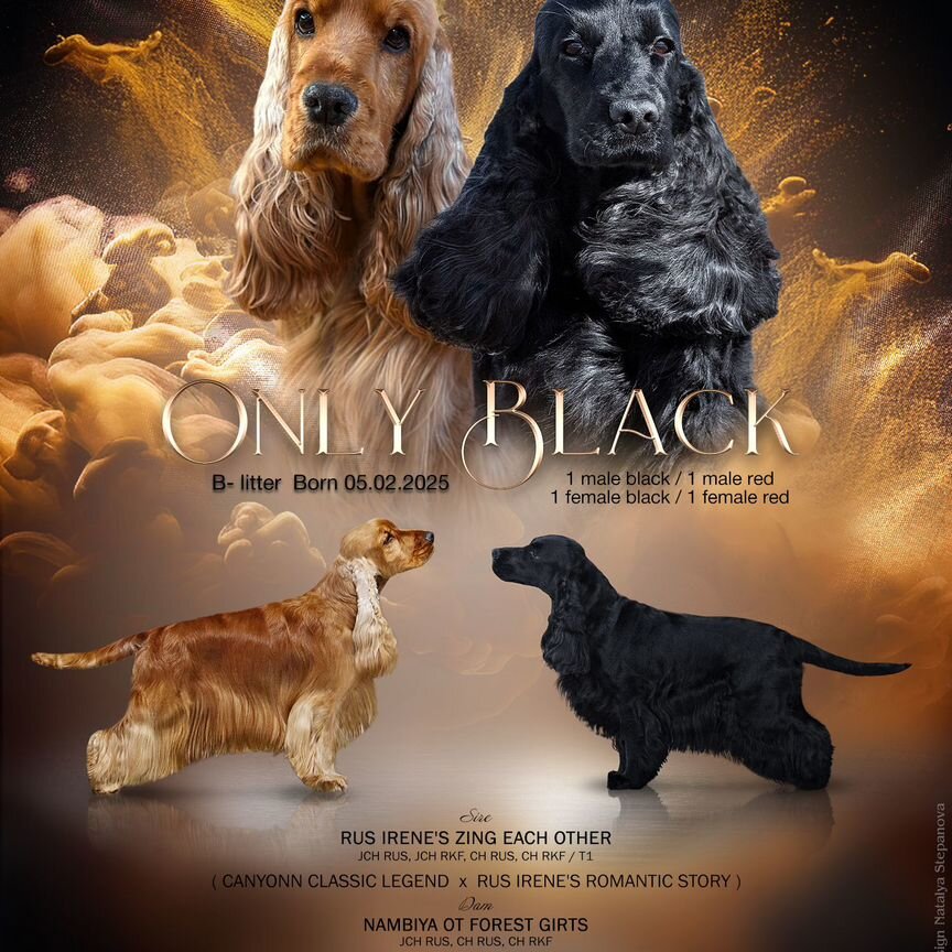 Английский кокер. Щенки с документами РКФ