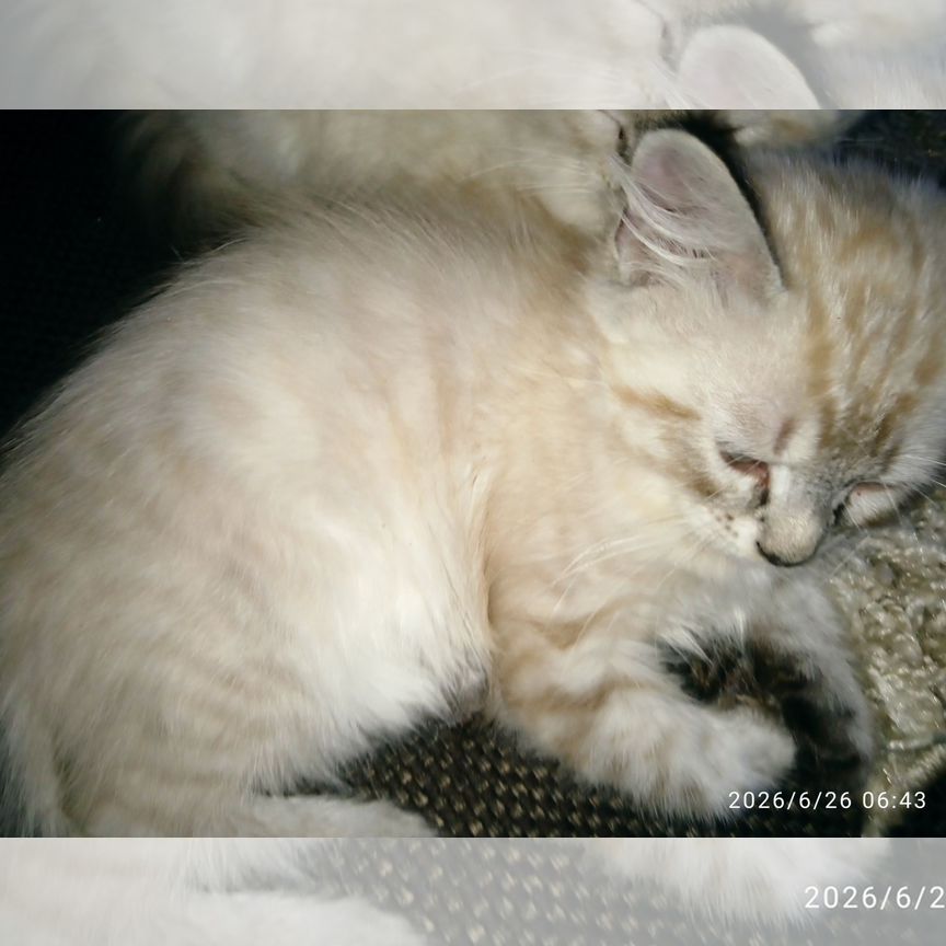 Невский маскарадный котёнок