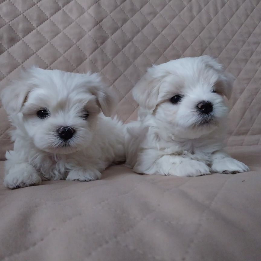 Мальтийская болонка