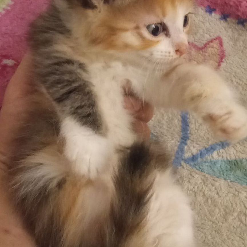 Котенок