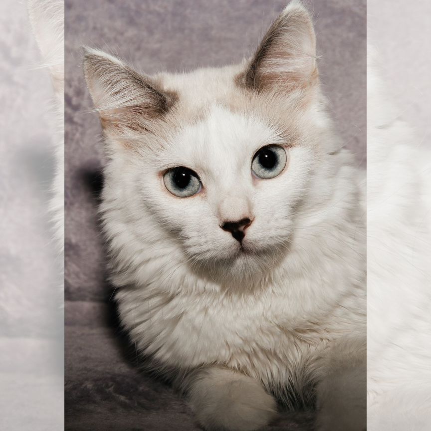 Котёнок 5-6 мес. в добрые руки