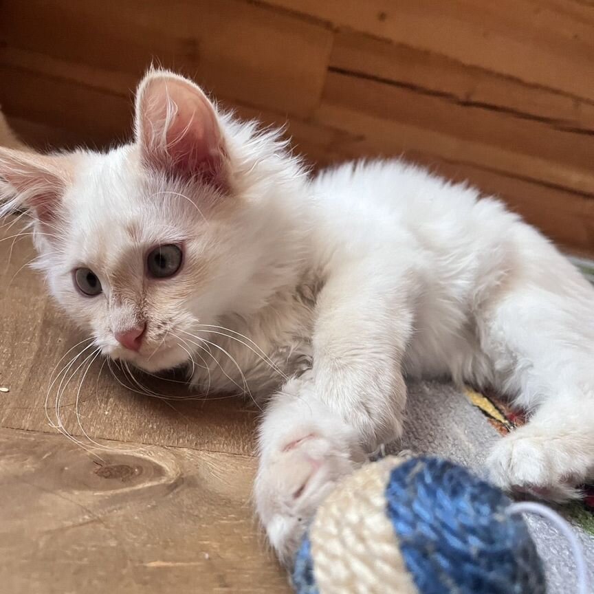 Котята