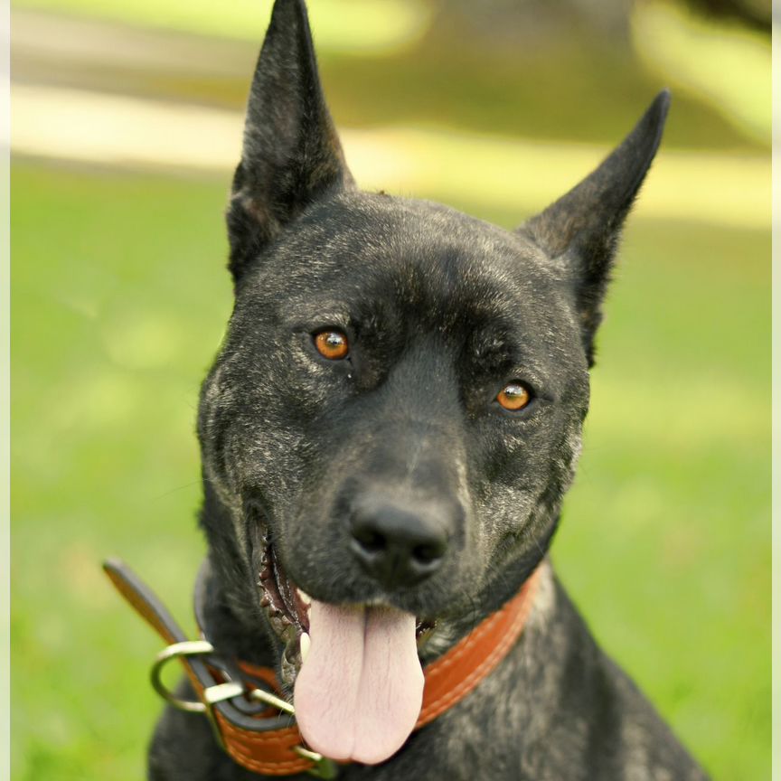 Собака Ким ищет семью