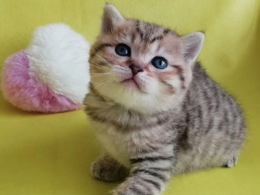 Шотландские плюшевые пупсики