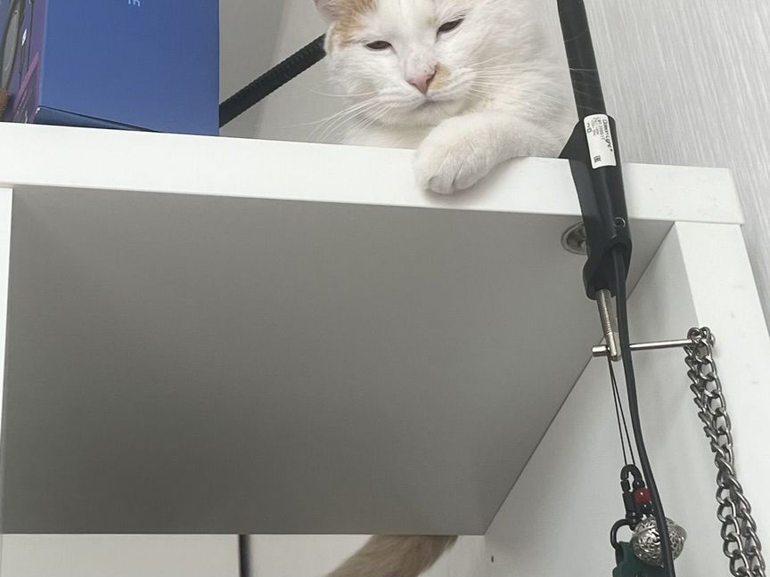 Бесплатно отдадим котика Феликса