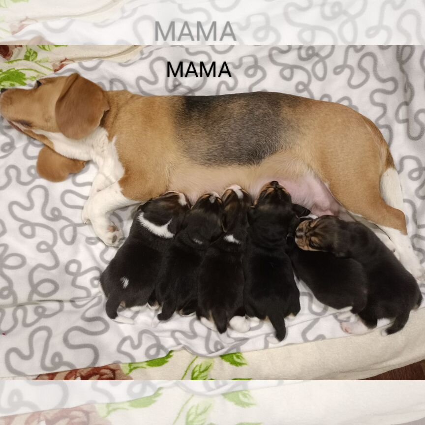 Щенки бигль