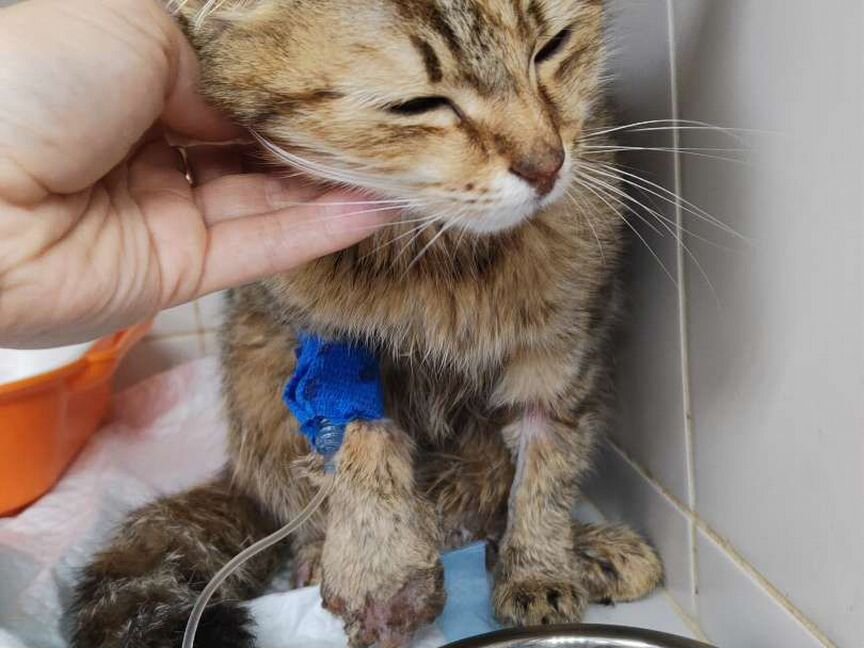 Кошка