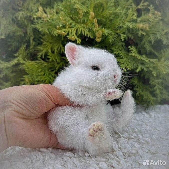 Карликовый кролик с доставкой за 1 день