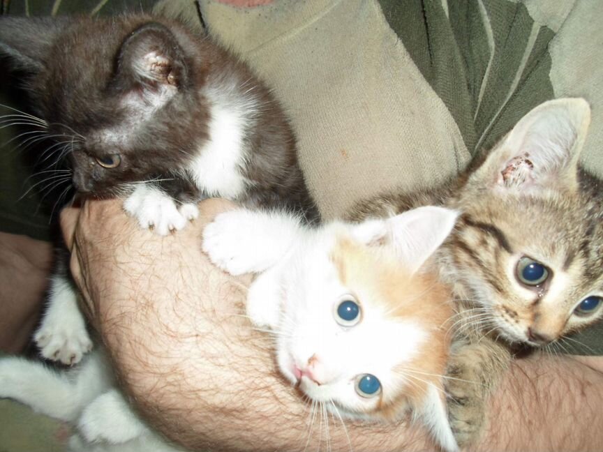 Котята в добрые руки