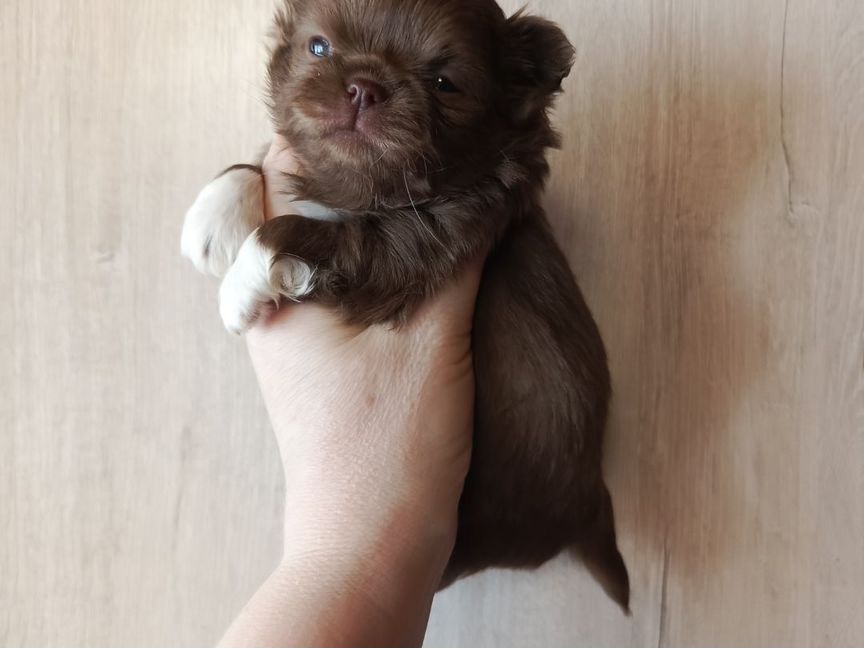 Мальчики чихуахуа