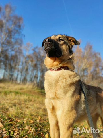 Собака Бурбон