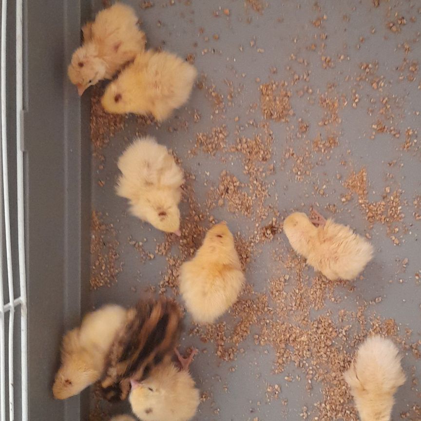 Перепелята суточные