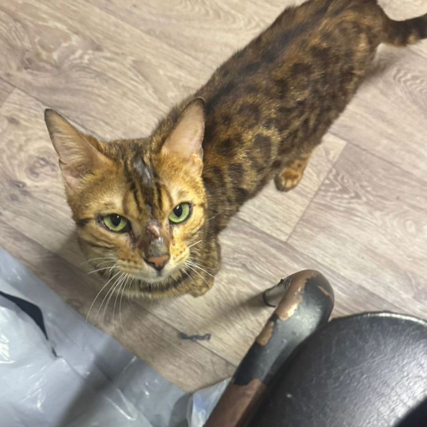 Кошка в дар бесплатно
