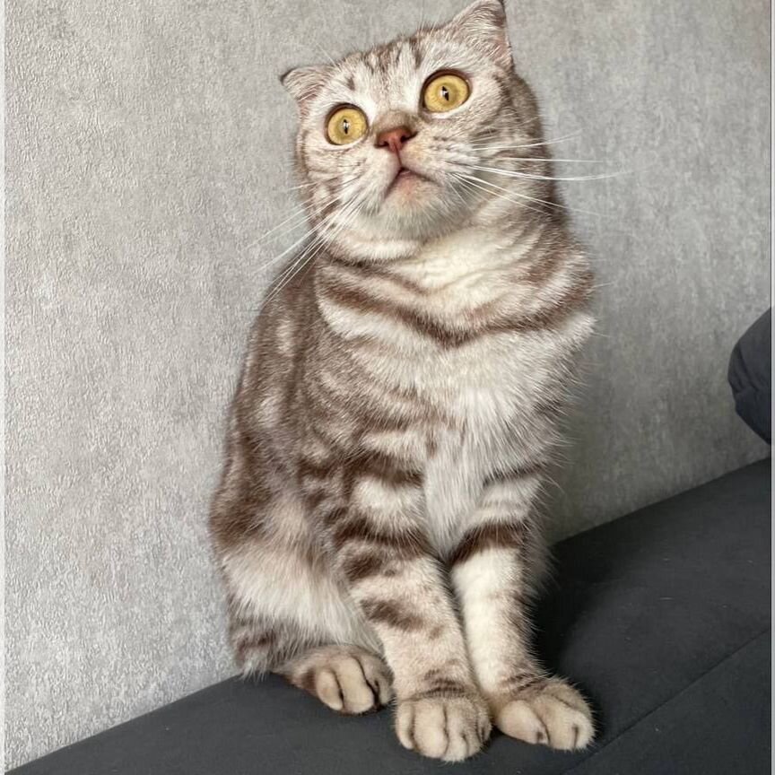 Шотландский вислоухий короткошёрстный, взрослый кот