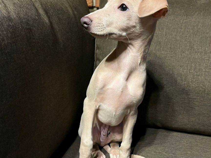 Левретка. Дорого