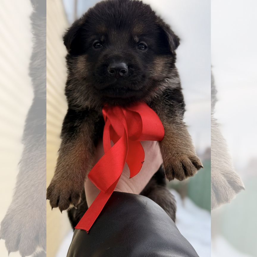 Немецкая овчарка, щенок