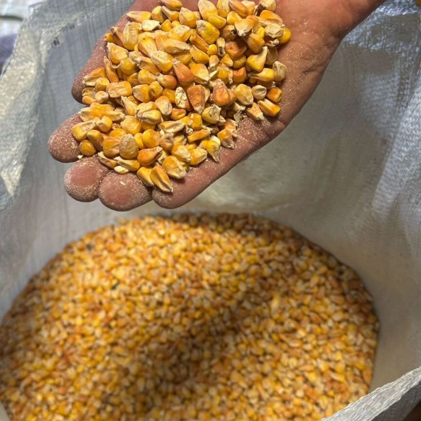 Кукуруза кормовая