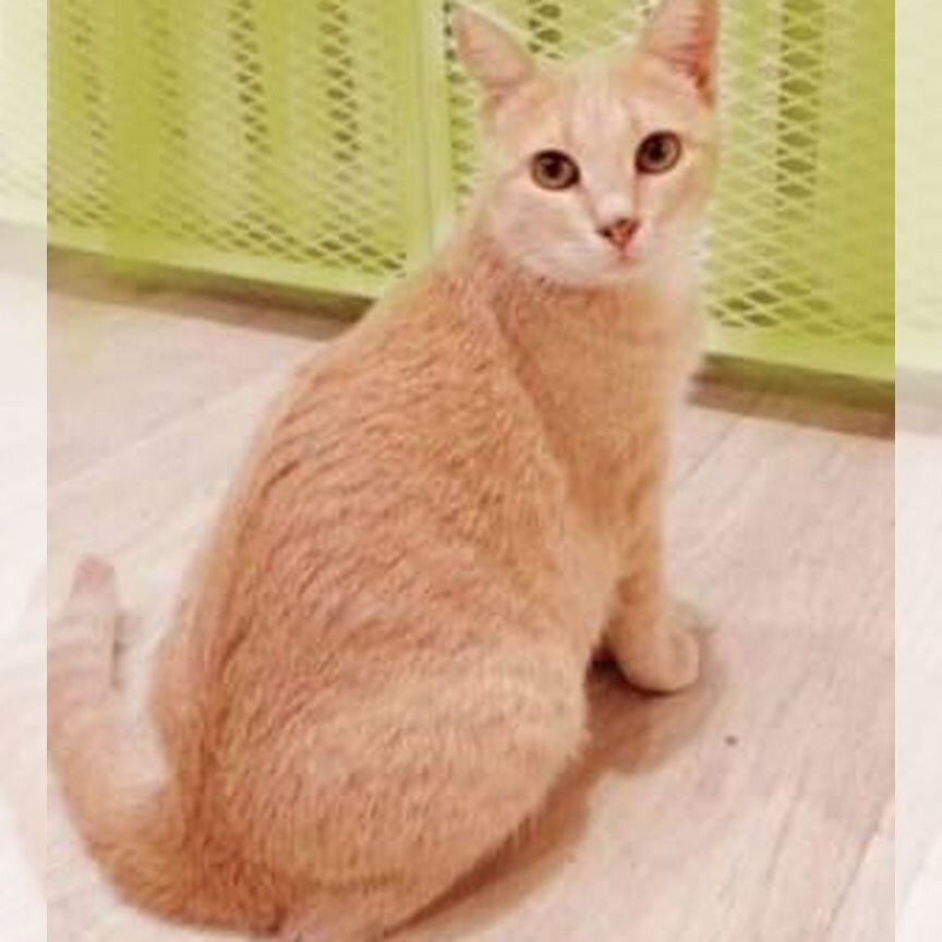 Хорошенькая,воспитанная кошечка в добрые руки