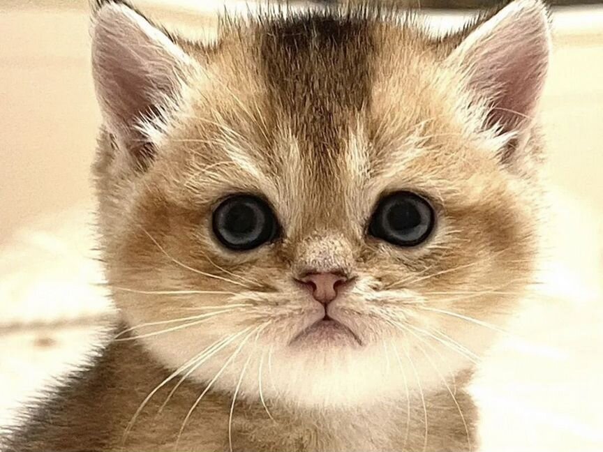 Элитный Плюшевый Золотой котик 1,5 мес