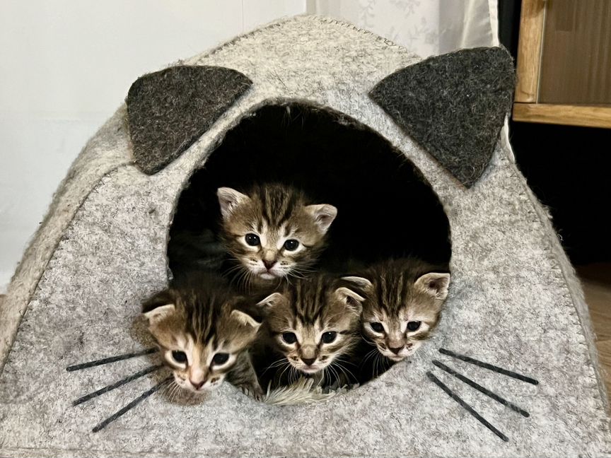 Вислоухие котята
