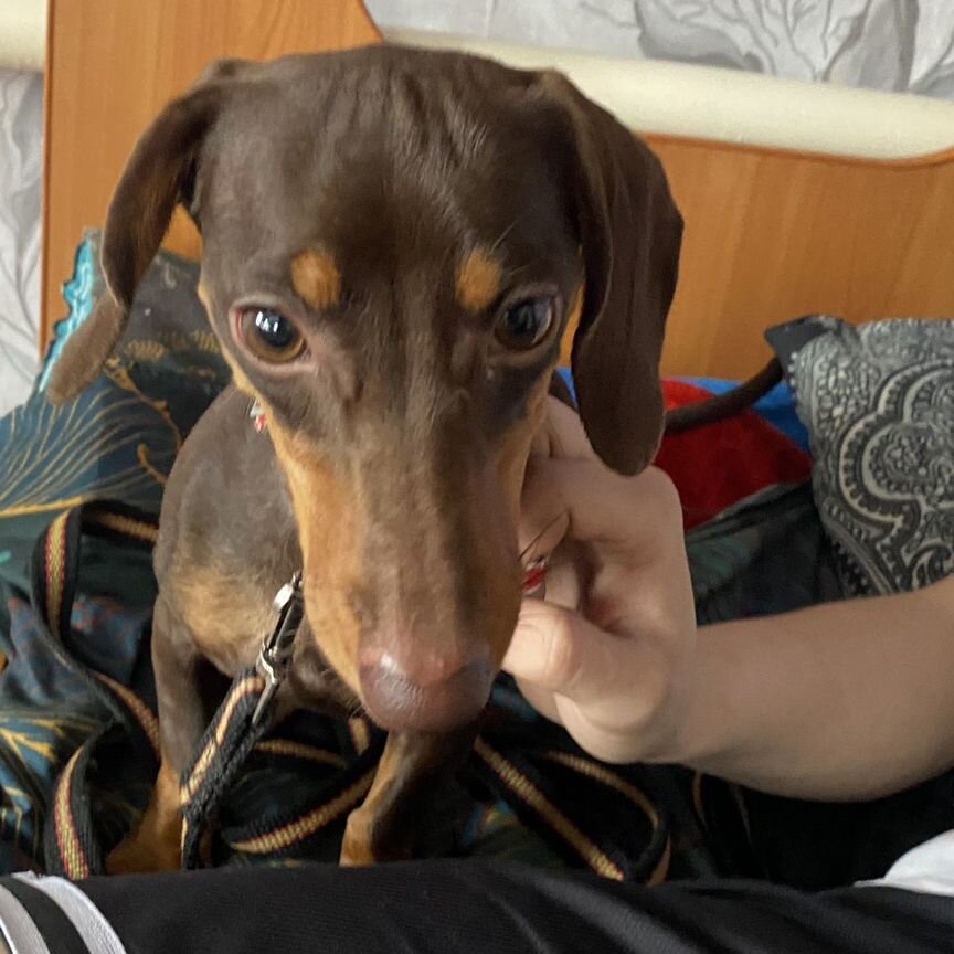 Такса, щенок