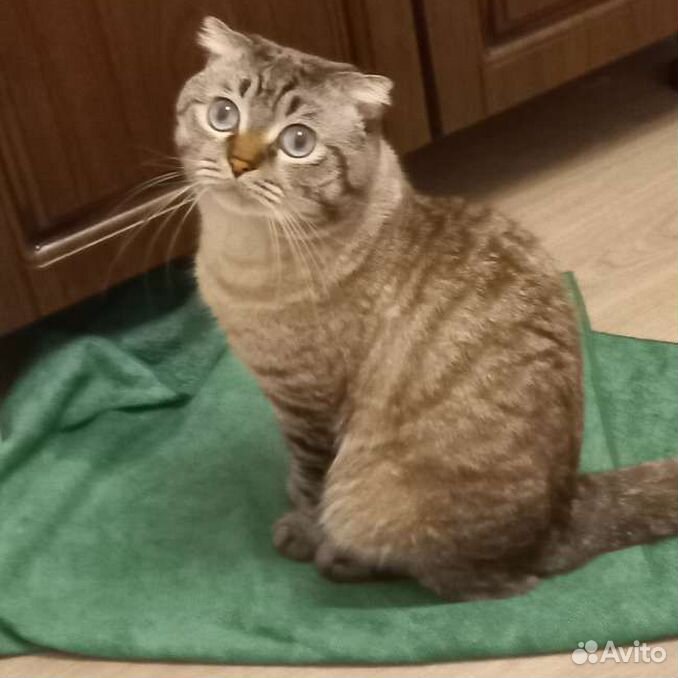 Шотланский вислоухий кот