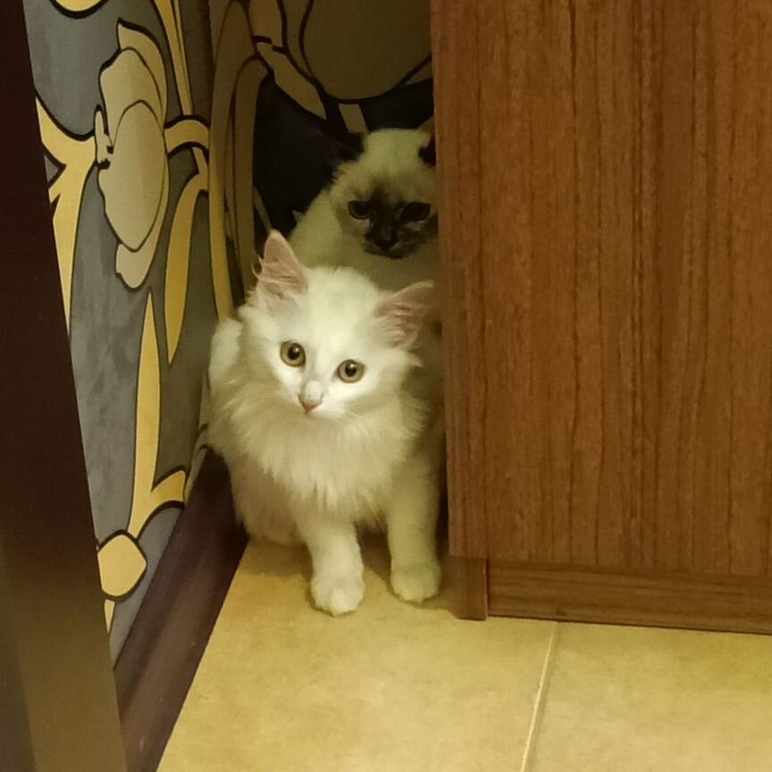 Котята бесплатно