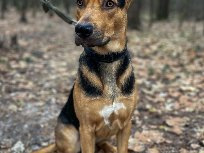 Рокки ищет дом и доброе сердечко