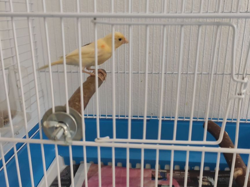 Кенара и канарейки