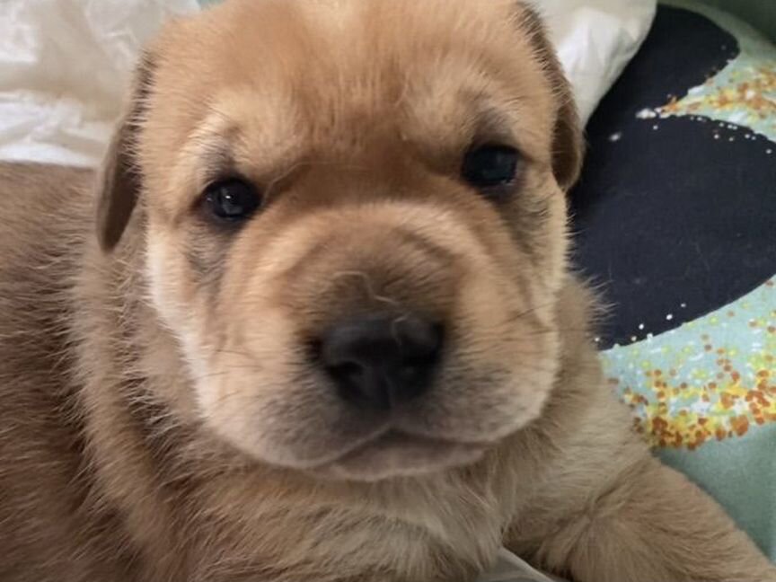 Щенки метисы