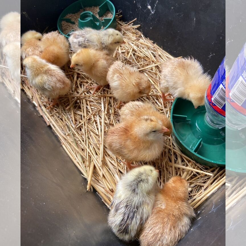 Цыплята,мастер грей, рэдбро