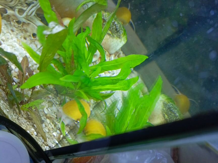 Гигрофила иволистная. Водоросль