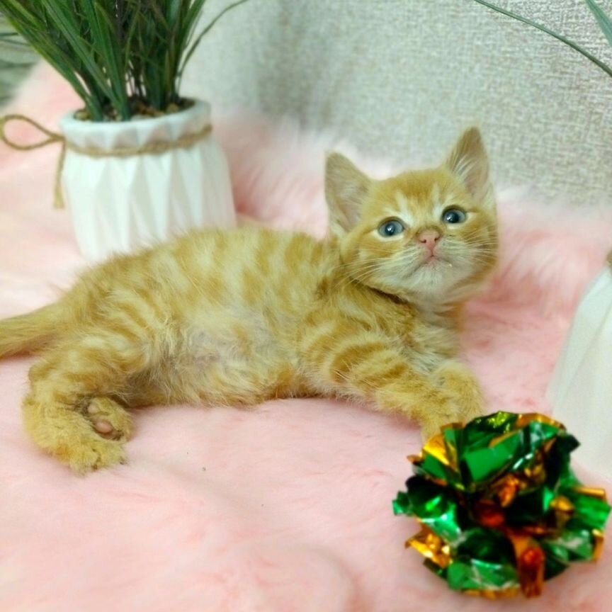 Выкинули на улицу