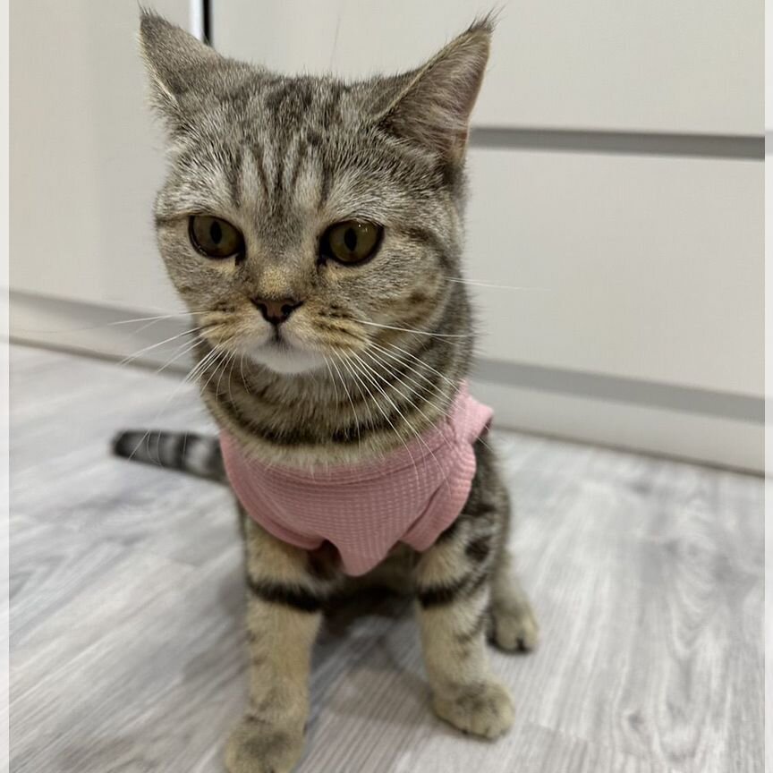 Шотландская кошка