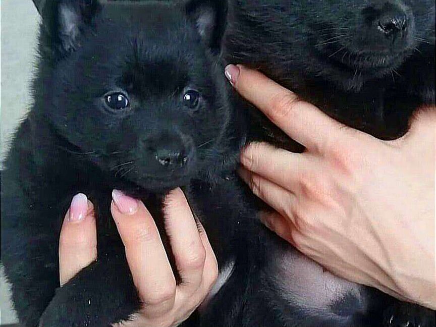 Бельгийская овчарка Шипперке