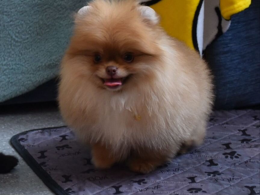 Померанский шпиц медвежьего типа