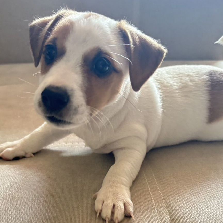 Джек-рассел-терьер, щенок