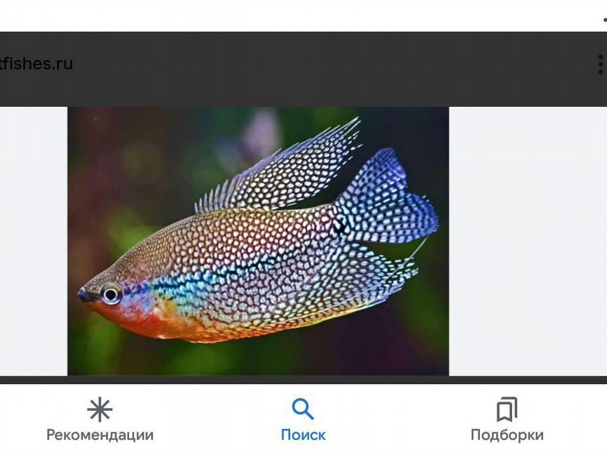 Рыбка гурами