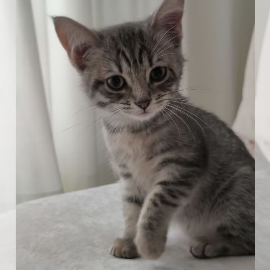Британский короткошёрстный котёнок