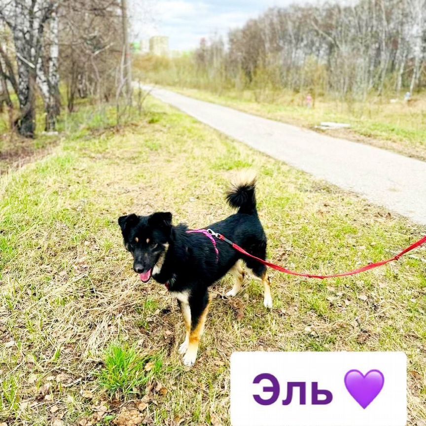 Хвостик в поисках семьи