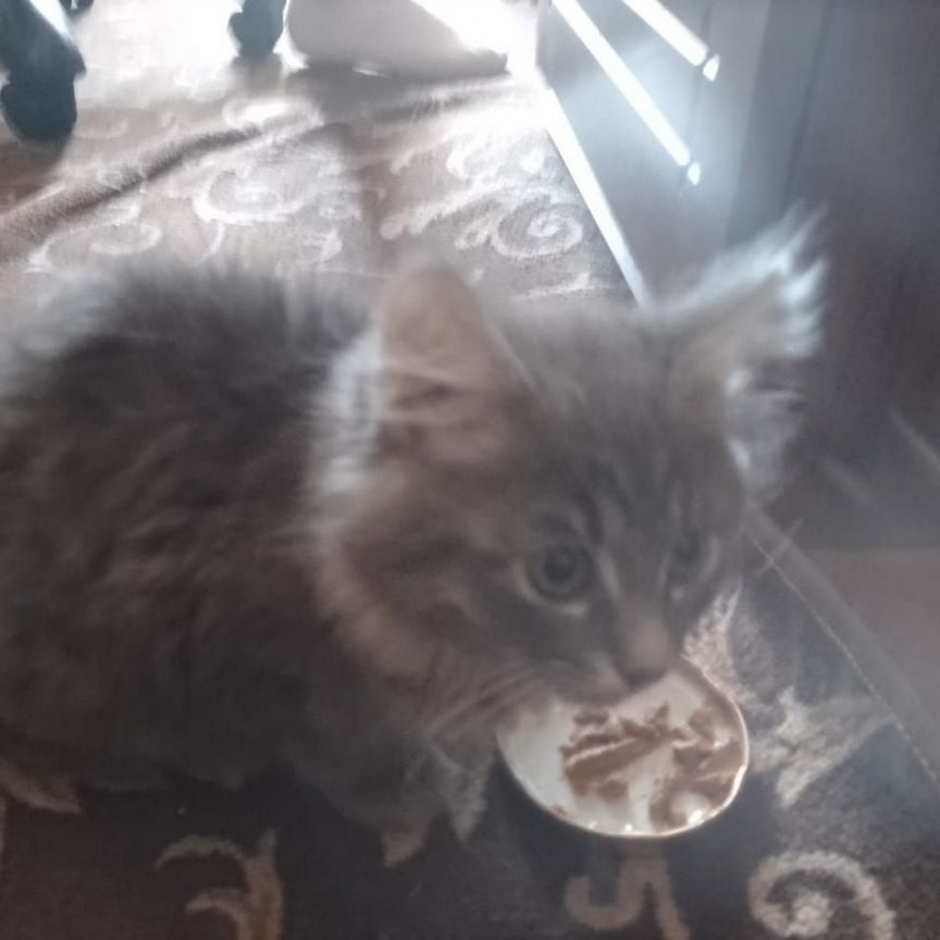 Котенку нужен дом