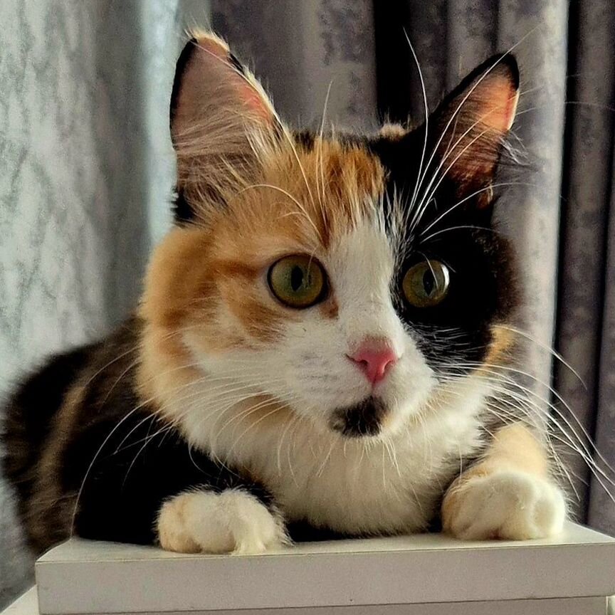 Кошечка в добрые руки