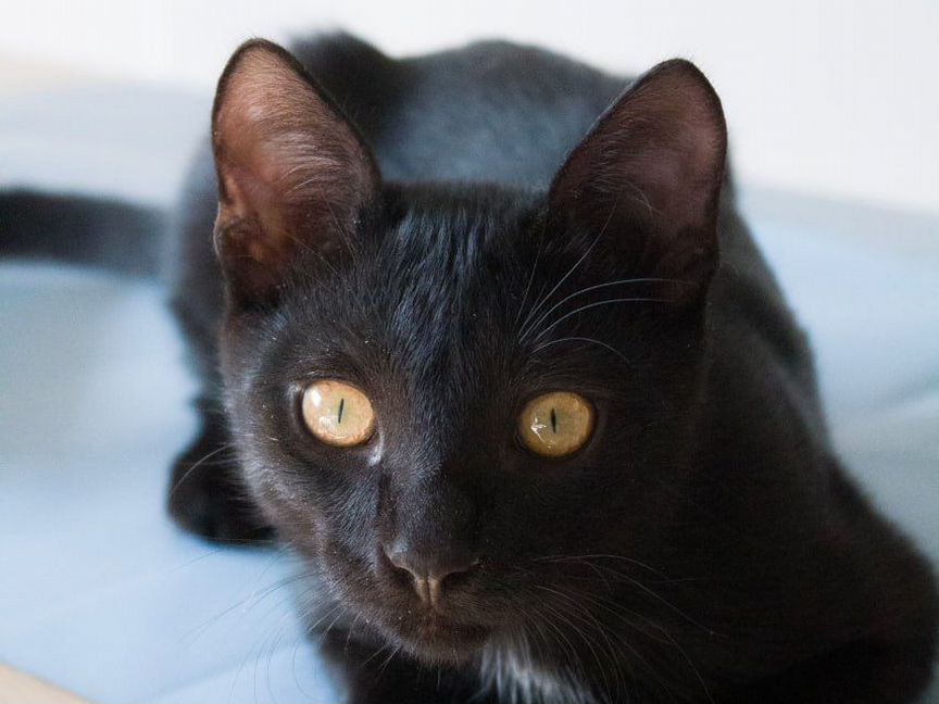 Котенок